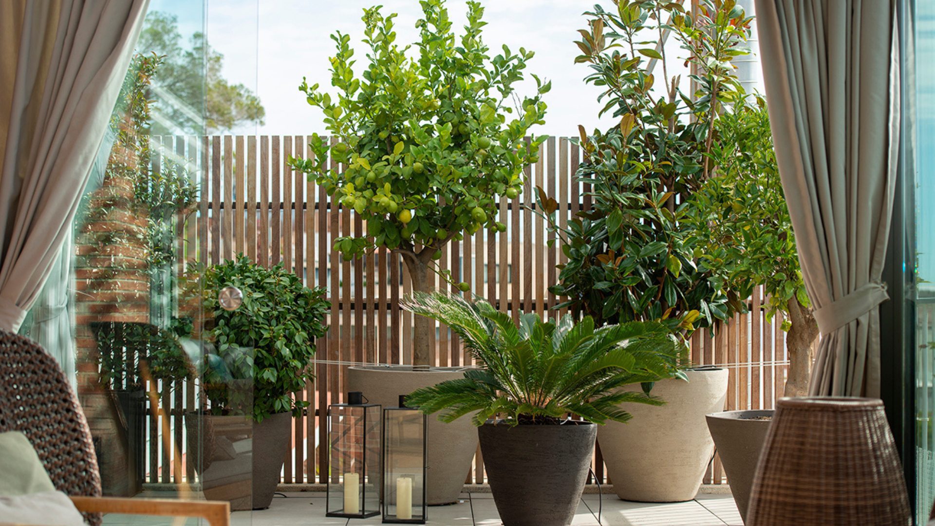Qué árboles son ideales para cultivar en macetas en casa