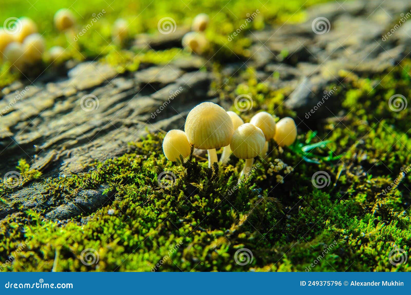 Los hongos realmente producen oxígeno en el medio ambiente