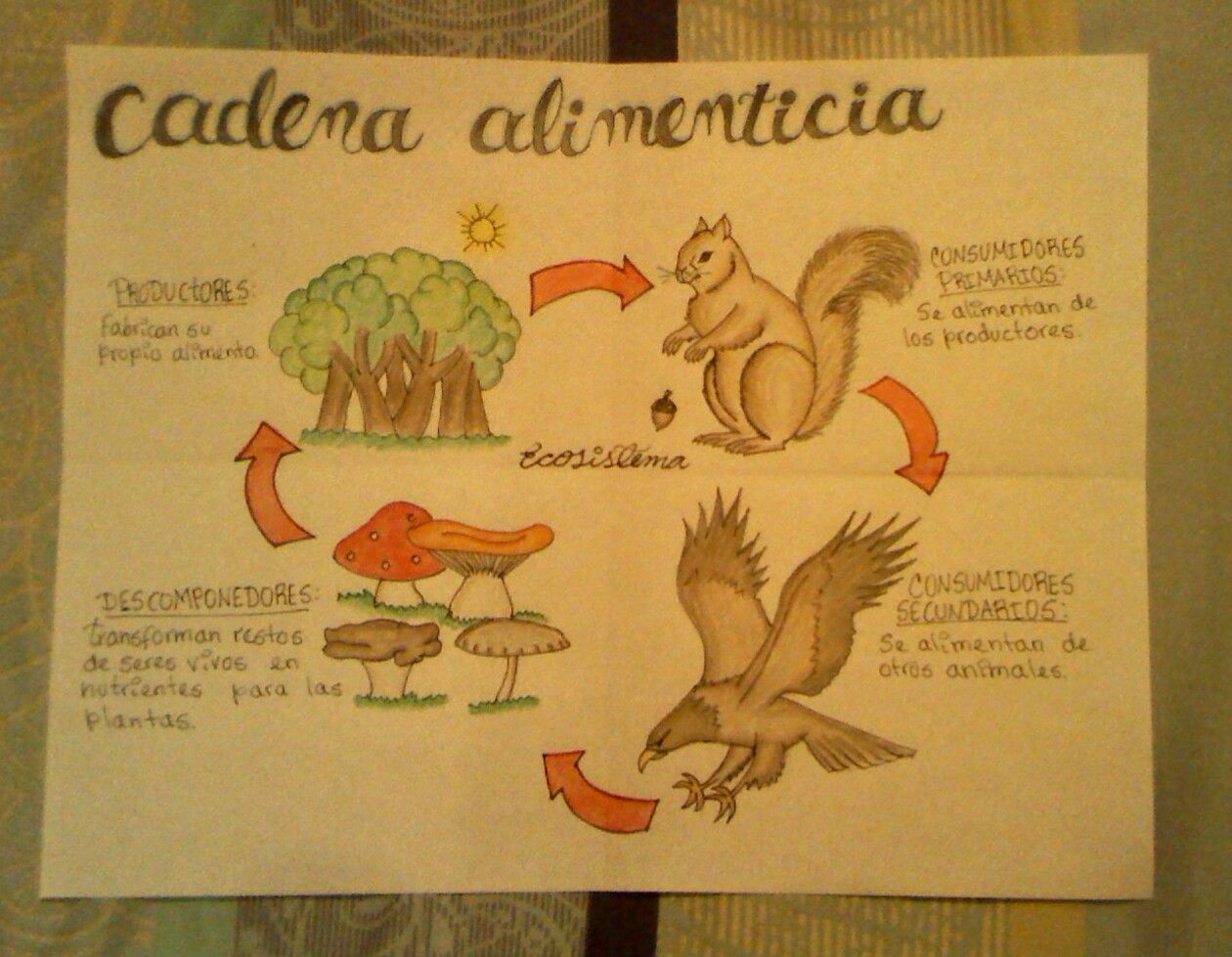 Qué Ejemplos de Cadena Alimenticia Son Adecuados para Niños