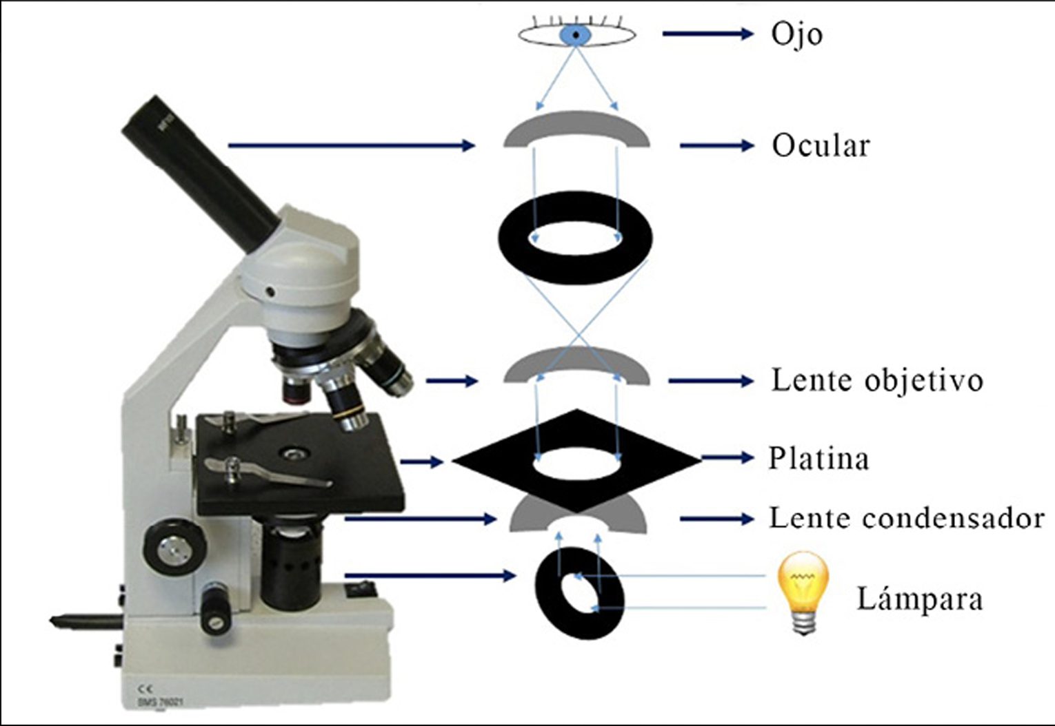Quién fue Anton van Leeuwenhoek y cuáles fueron sus descubrimientos más ...