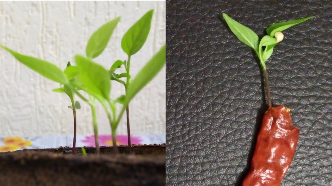 Cómo sembrar semillas de chile para una cosecha exitosa en casa